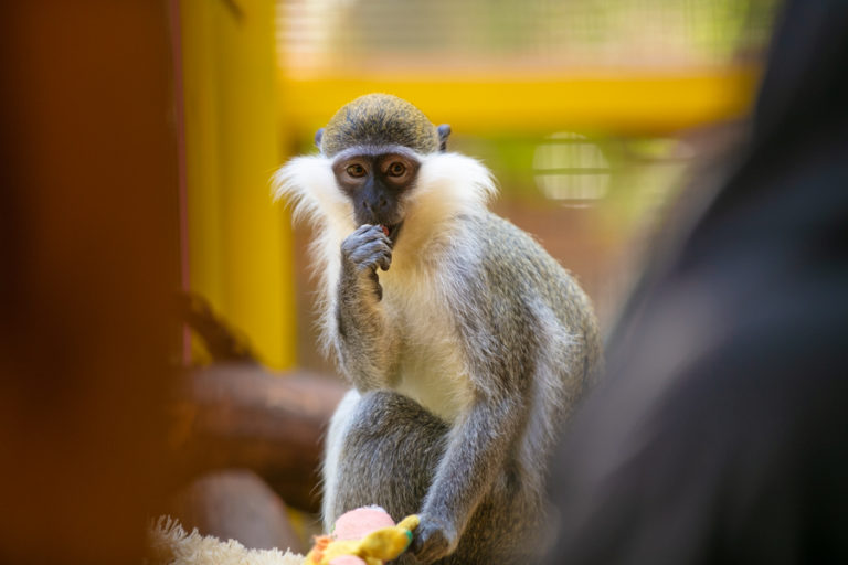 Sasza i Przyjaciele - Fundacja ADA