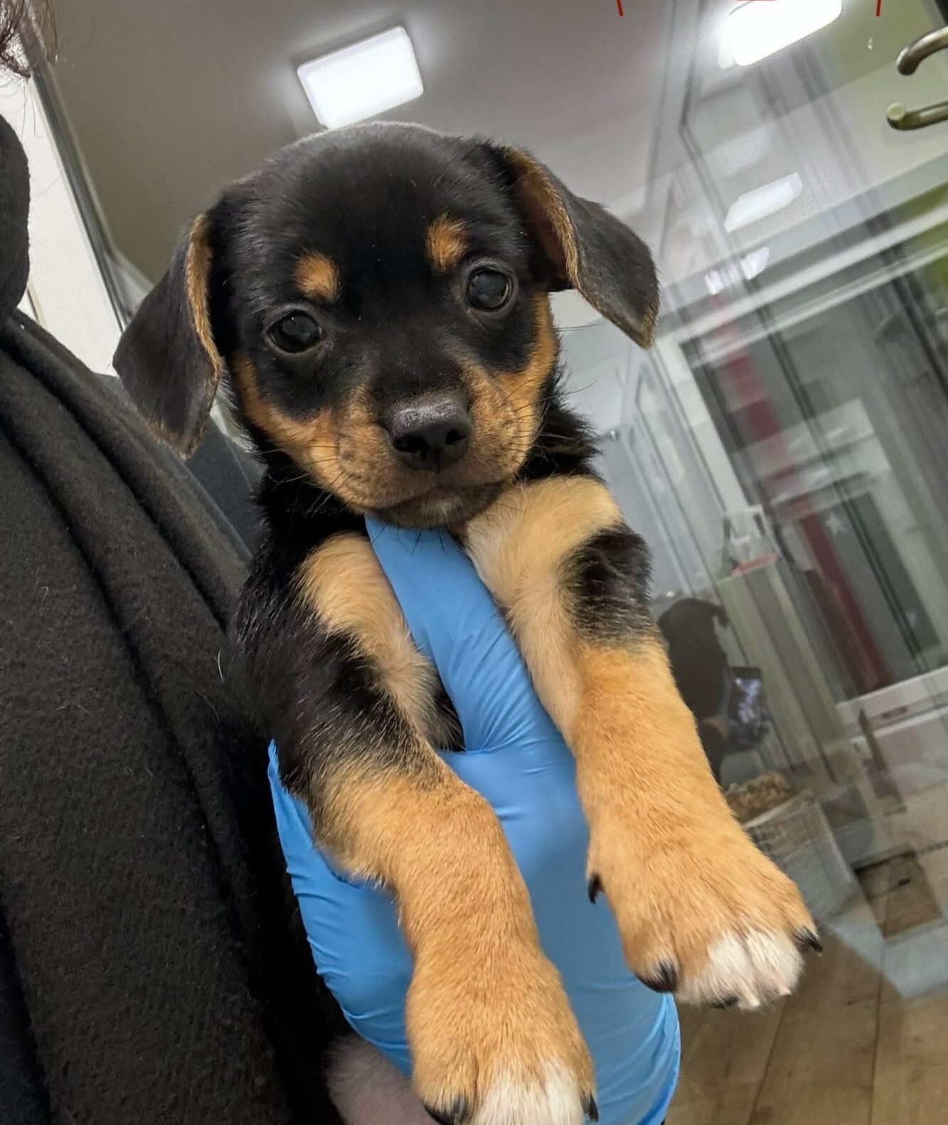 Archiwum Nasi Podopieczni - Fundacja ADA